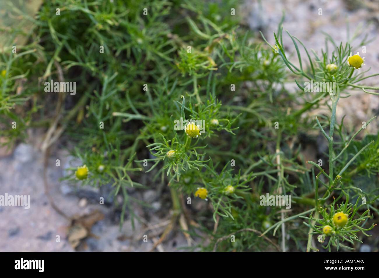 Matricaria discoidea, Pineapple Weed Stock Photo - Alamy