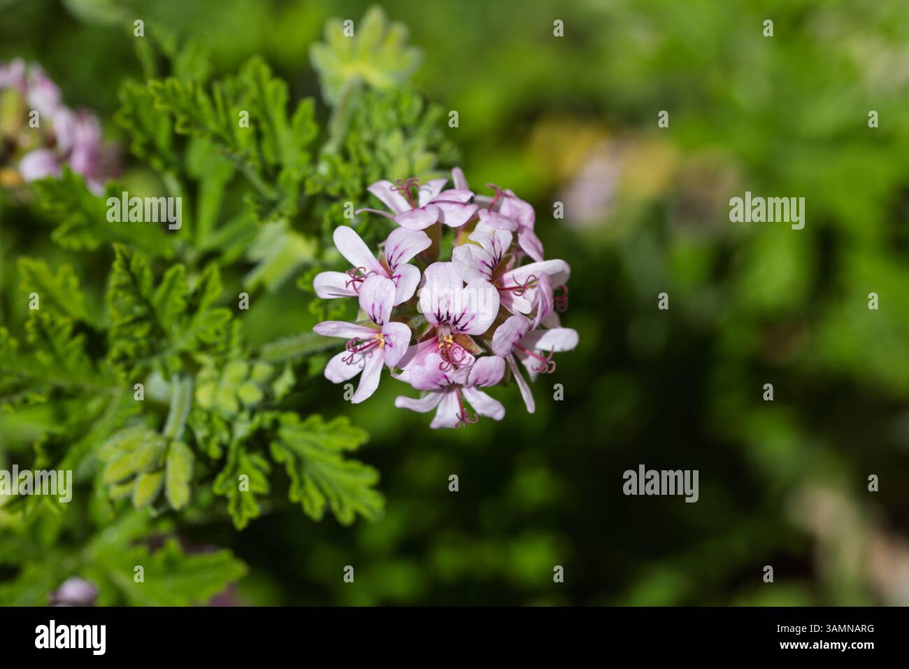 Pelargonium graveolens, Rose-scented Geranium Stock Photo - Alamy