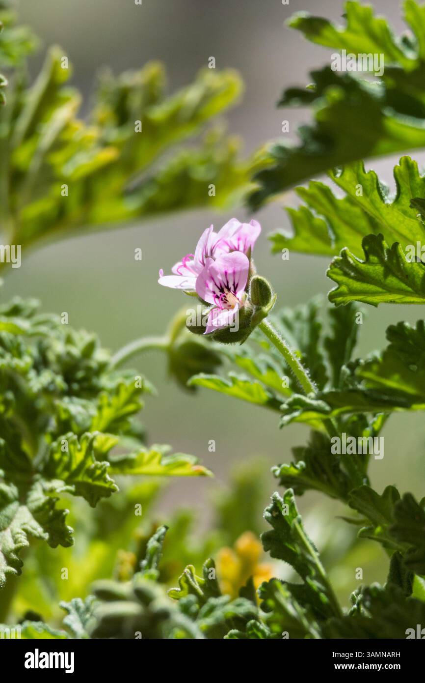 Pelargonium graveolens, Rose-scented Geranium Stock Photo - Alamy
