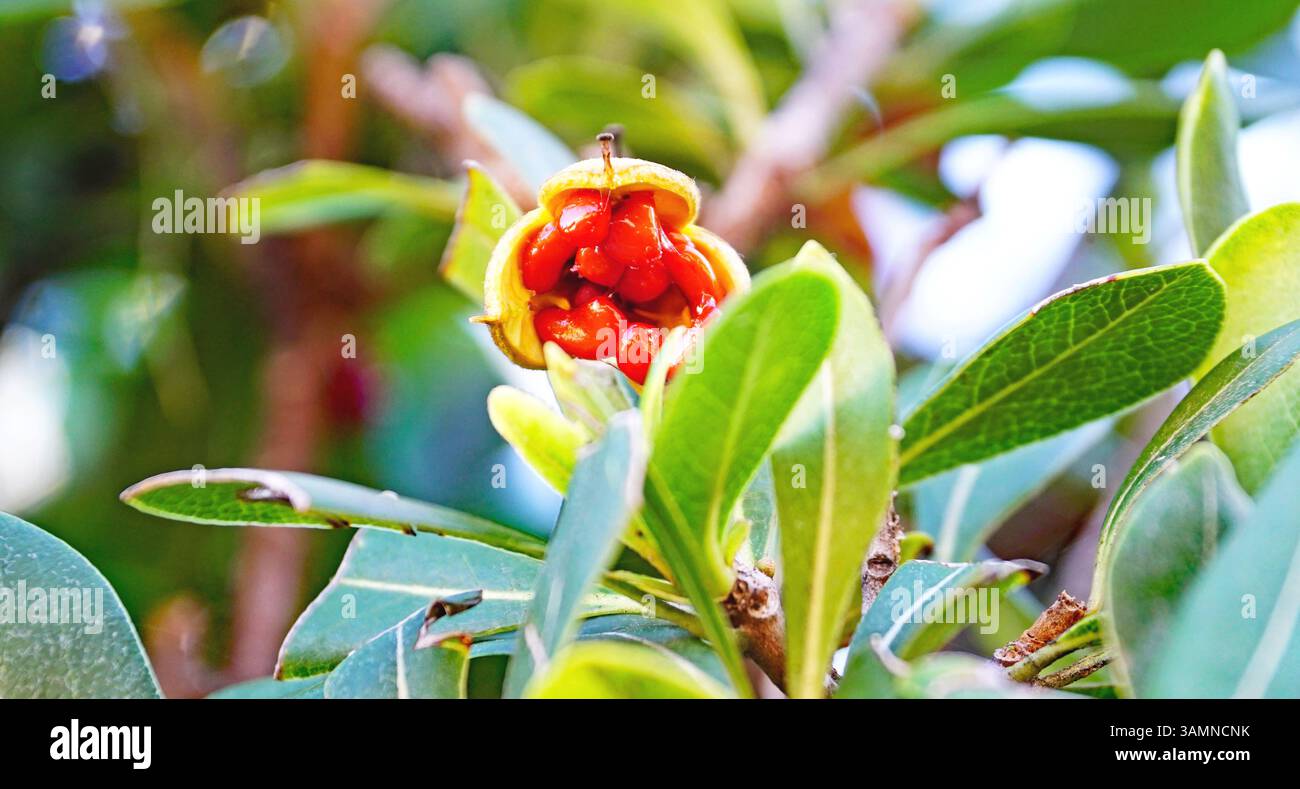 Pittosporum tobira leaves hi-res stock photography and images - Alamy
