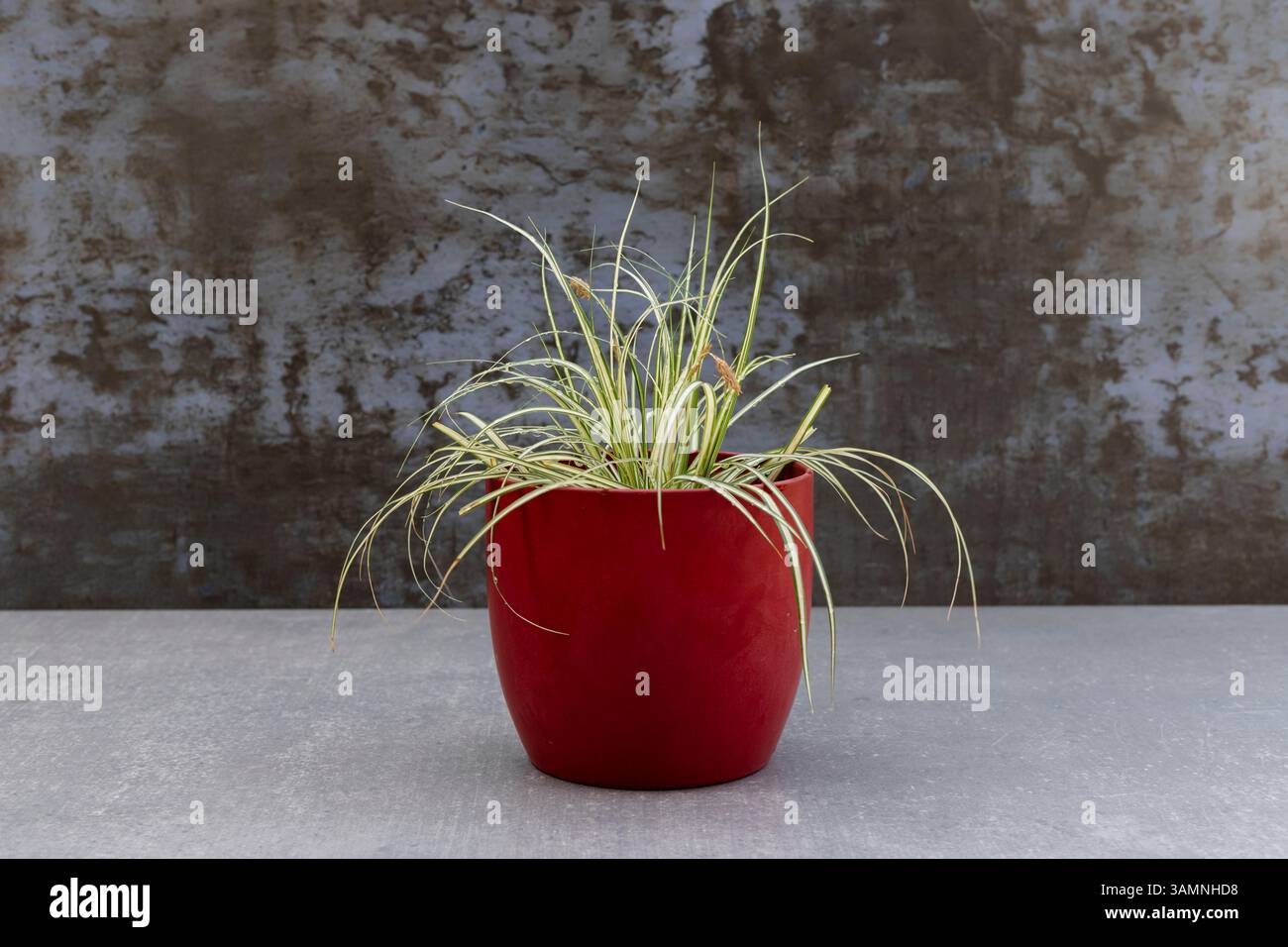 Carex oshimensis,Japanese sedge flowering plant native to Japan with ...