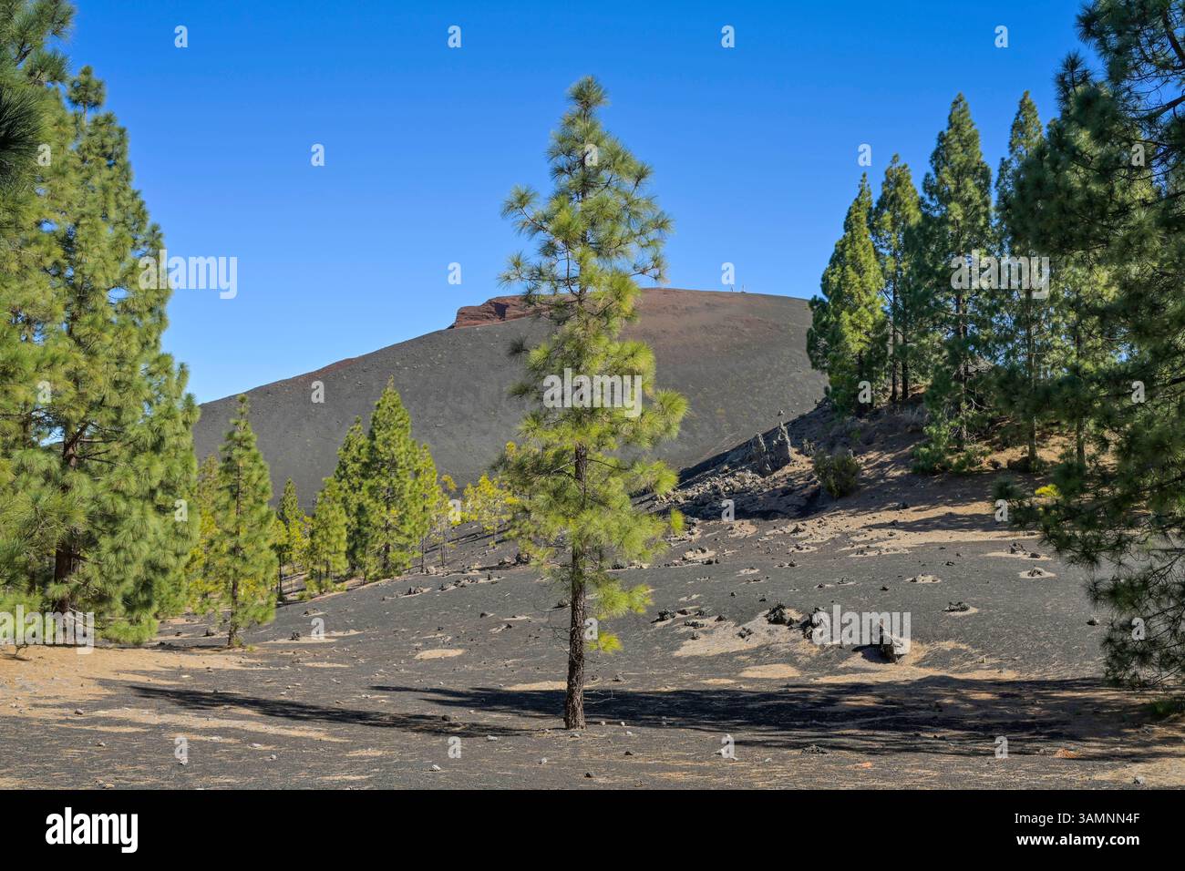 Gipfel, Vulkan Chinyero, Wald mit Kanarischen Kiefern, Teneriffa ...