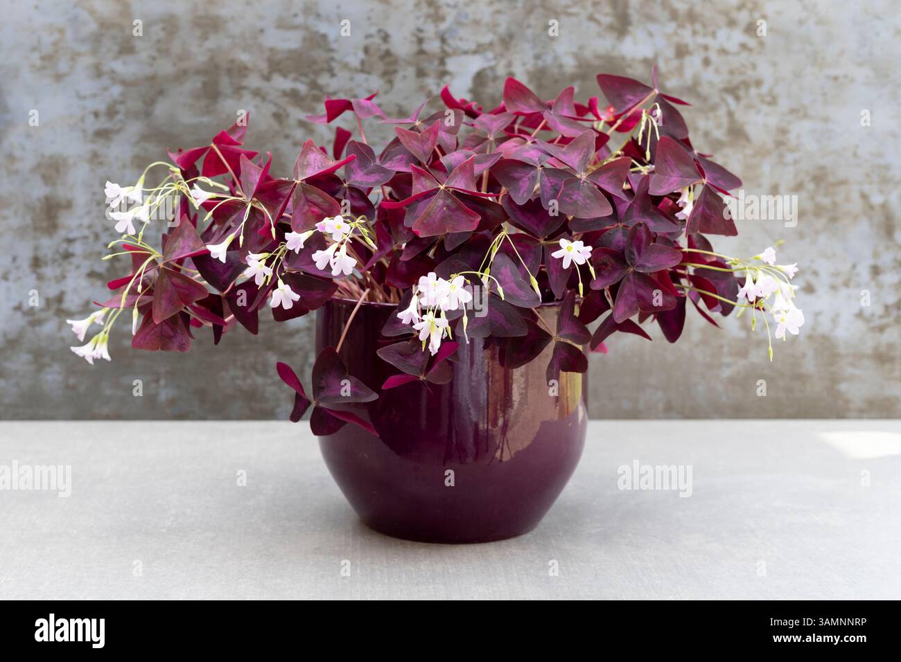 Oxalis Triangularis purple shamrock plant in glossy purple planter ...
