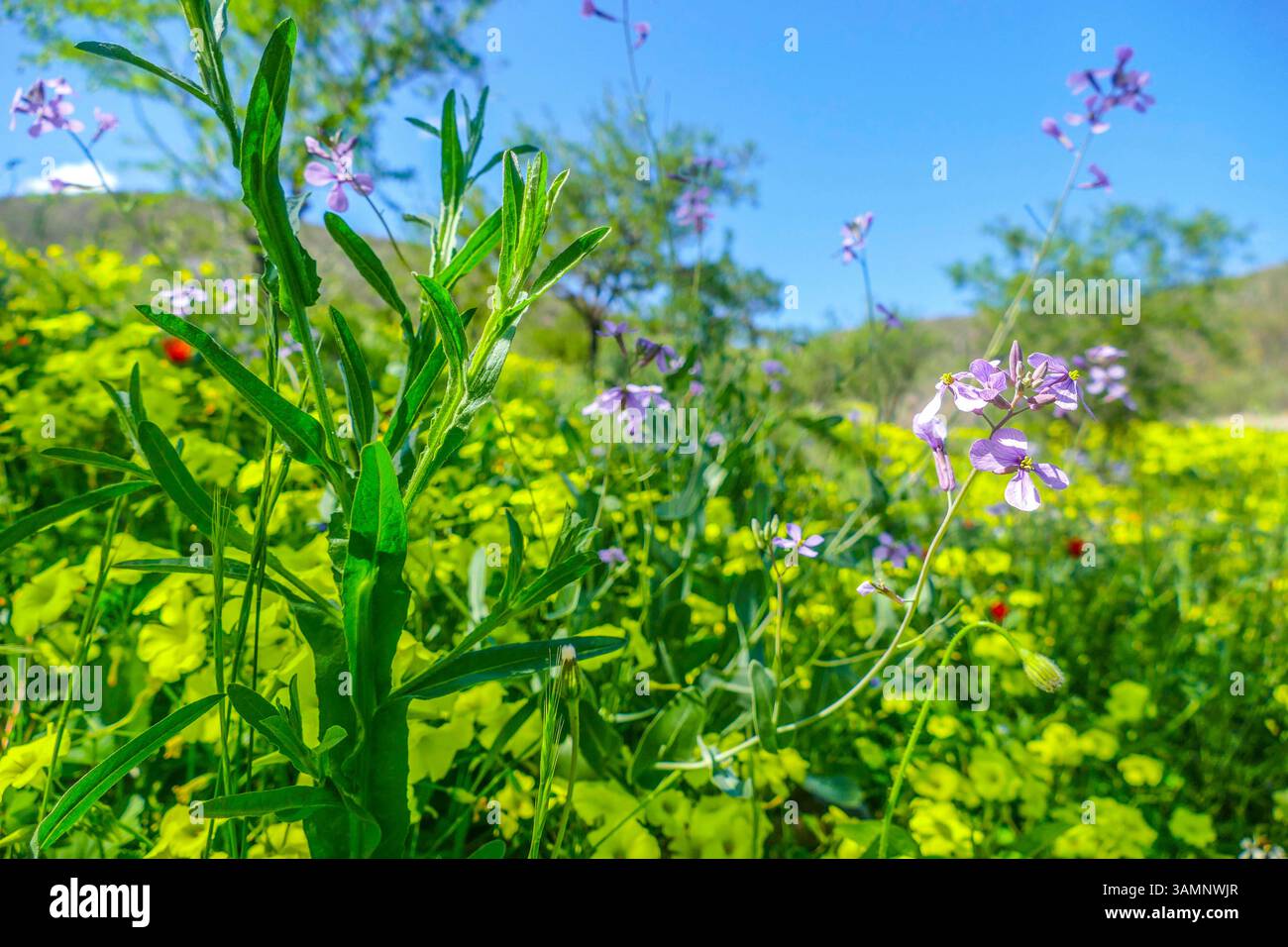 Spanien - Andalusien-Fruehling-April 2025 Blumen Feld mit ...