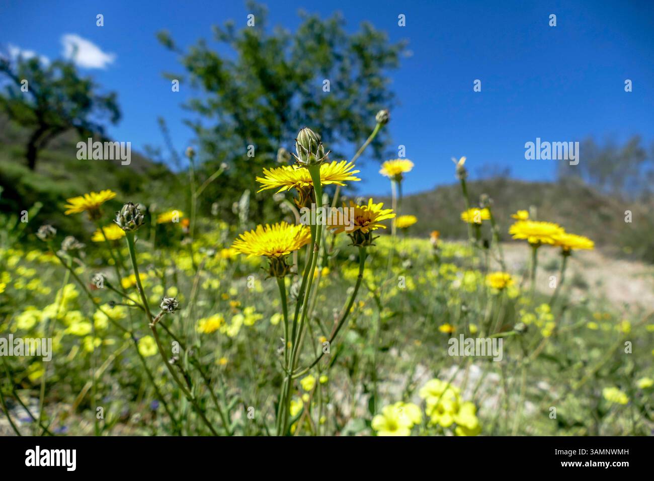 Spanien - Andalusien-Fruehling-April 2025 Blumen Feld mit Loewenzahn ...