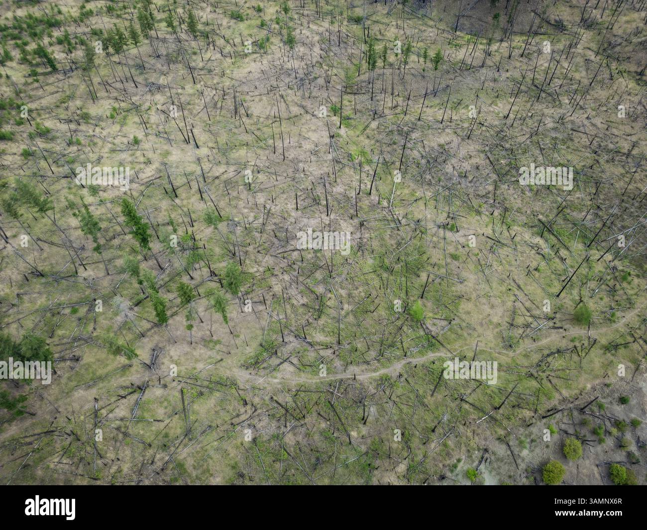 Aerial view of recovering forest with burned and fallen trees, Barriere ...