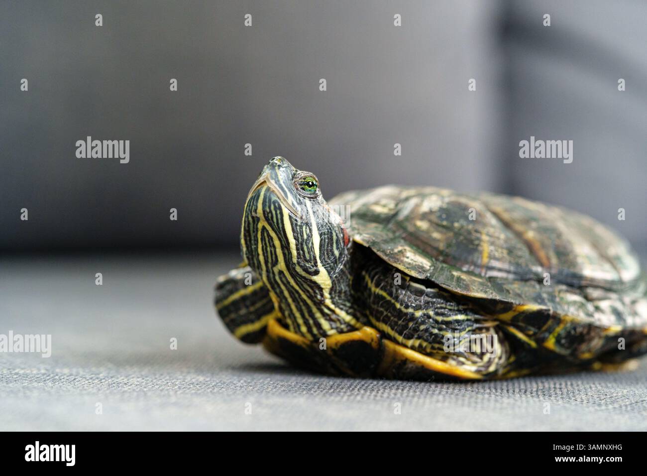 Turtle resting on a soft surface during daytime indoors Stock Photo - Alamy