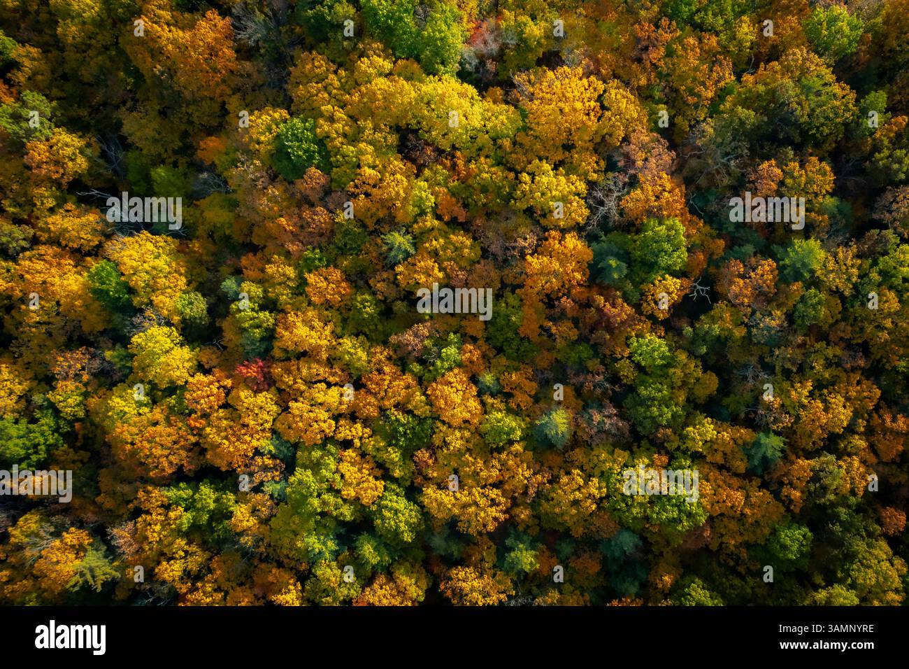 Aerial view of colorful autumn forest with vibrant foliage and serene ...