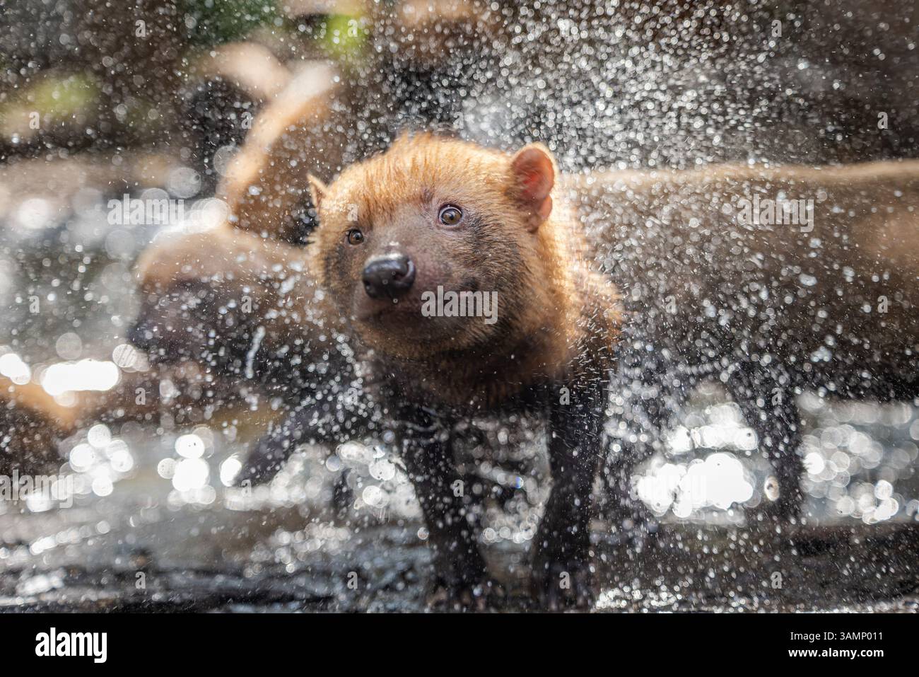 Bush dog (Speothos venaticus) in nature. Bush dogs are found from ...