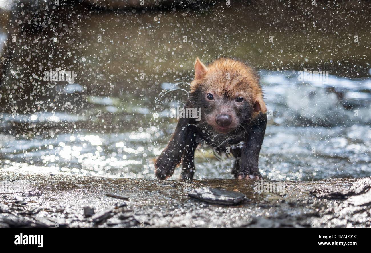 Bush dog (Speothos venaticus) in nature. Bush dogs are found from ...