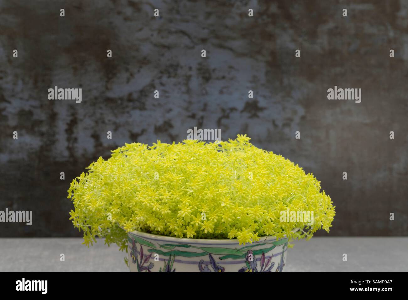 Closeup of a Sedum japonicum ‘Tokyo Sun’ Stock Photo - Alamy