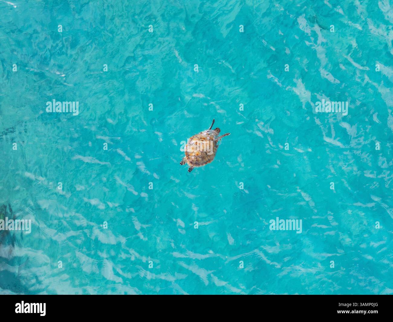 Aerial view of baby turtle swimming in Caribbean sea, Westpunt, Curacao ...