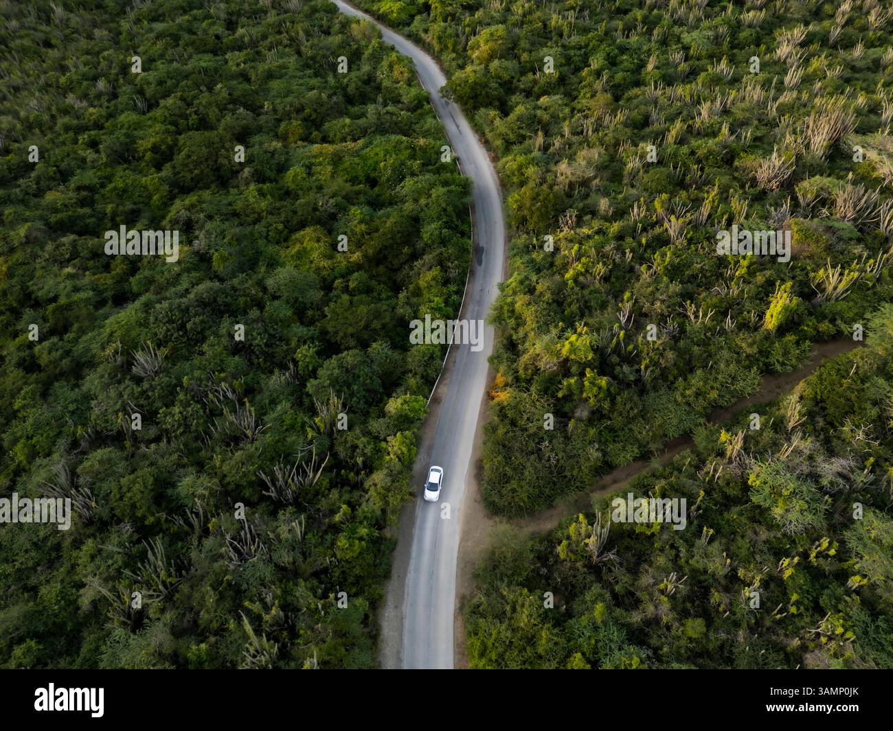 Aerial view of road, cactuses, and forest in Knip, Curacao Stock Photo ...