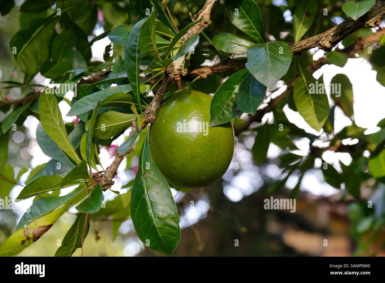 Berenuk crescentia cujete has large round green fruits that grow in ...