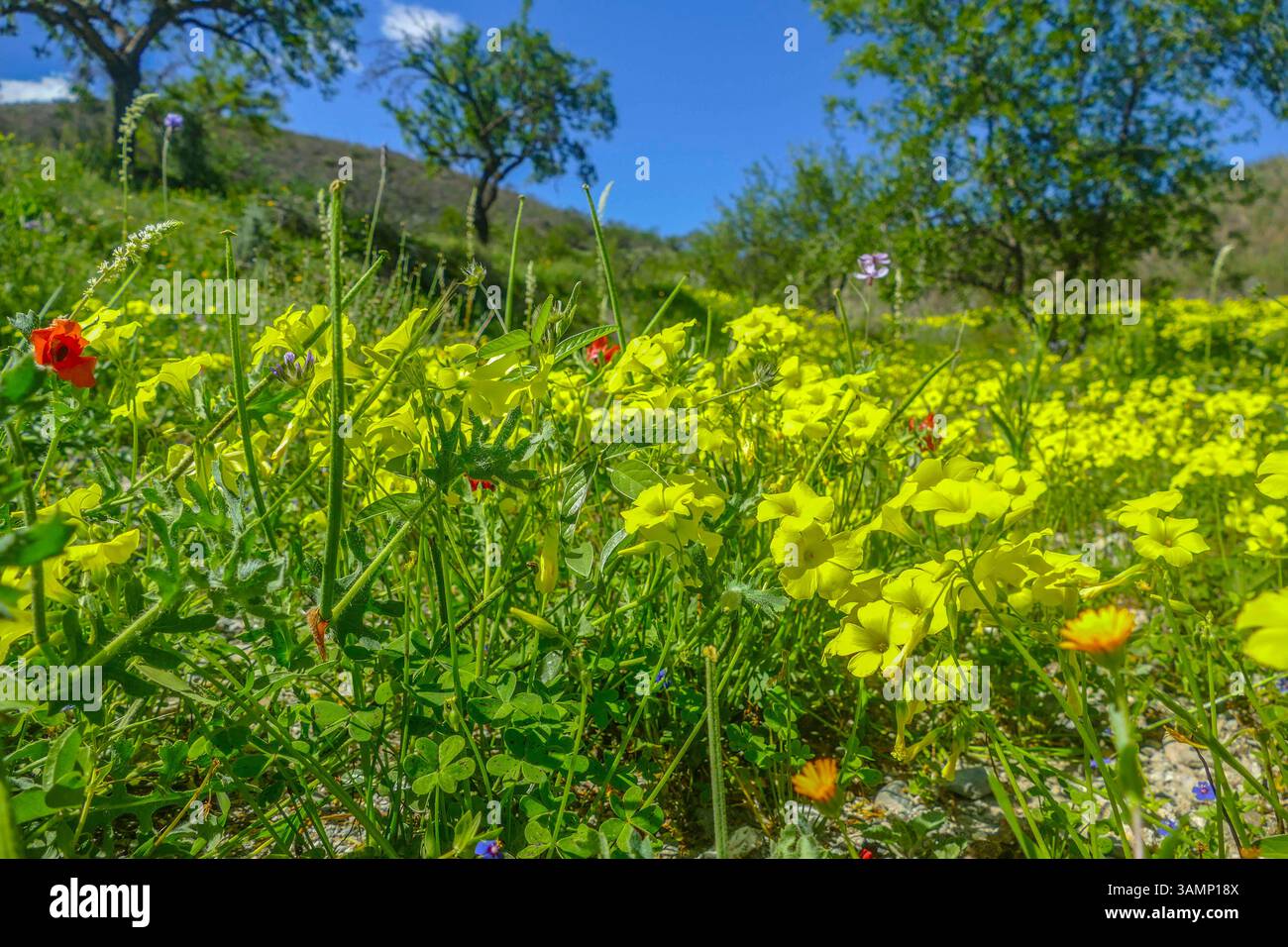 Spanien - Andalusien-Fruehling-April 2025 Blumen Feld mit Loewenzahn ...