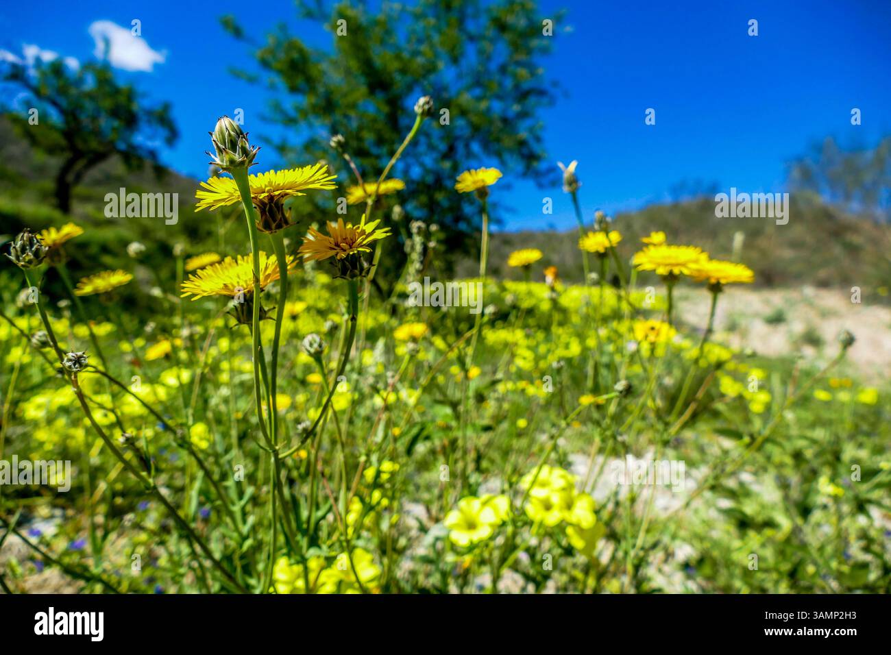 Spanien - Andalusien-Fruehling-April 2025 Blumen Feld mit Loewenzahn ...