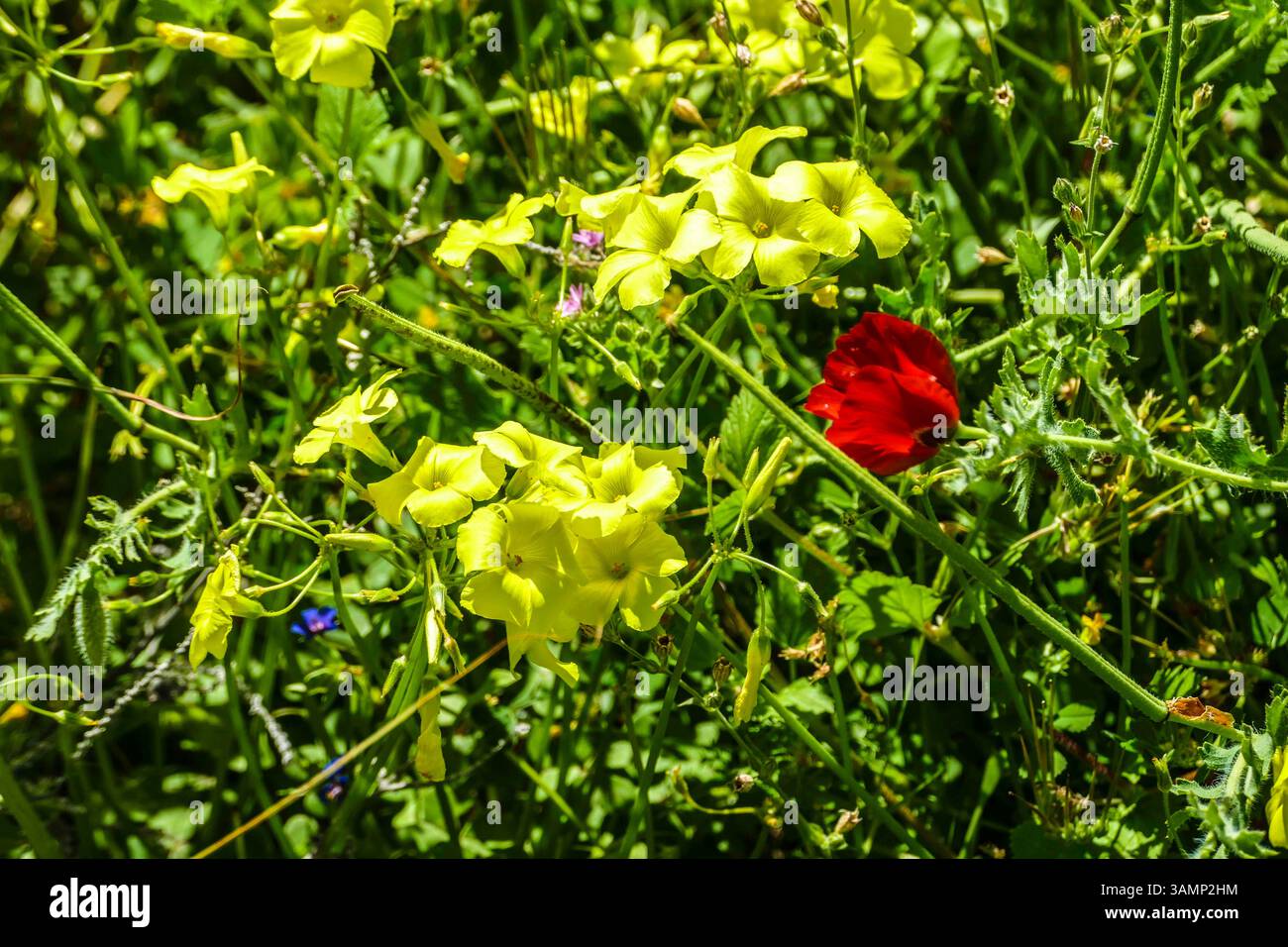 Spanien - Andalusien-Fruehling-April 2025 Blumen Feld mit Roten Klatsch ...