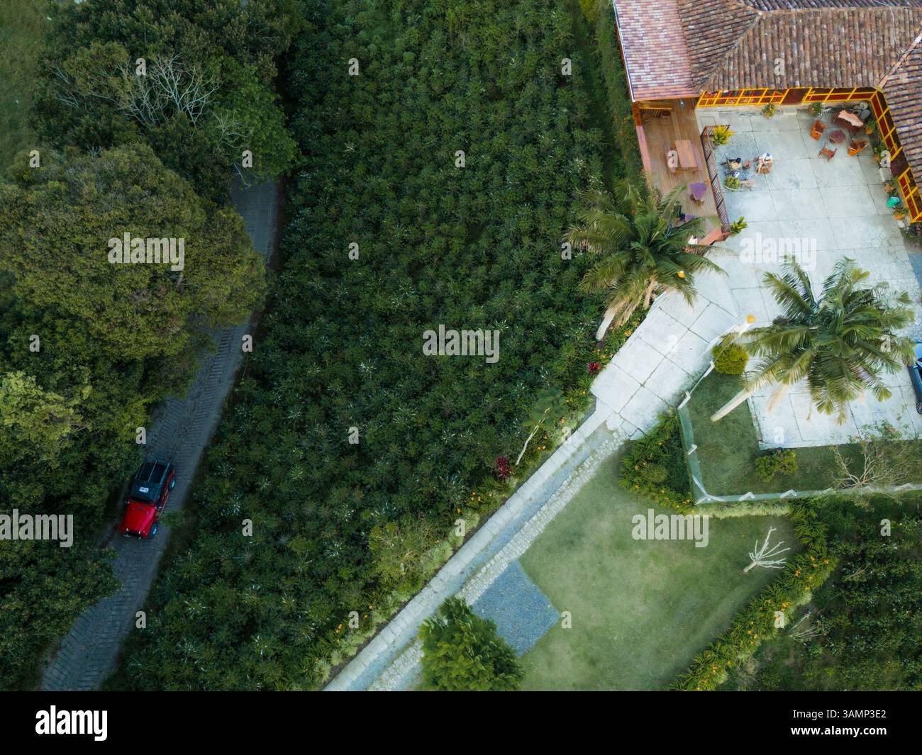 Aerial view of lush coffee plantation with red jeep and traditional ...