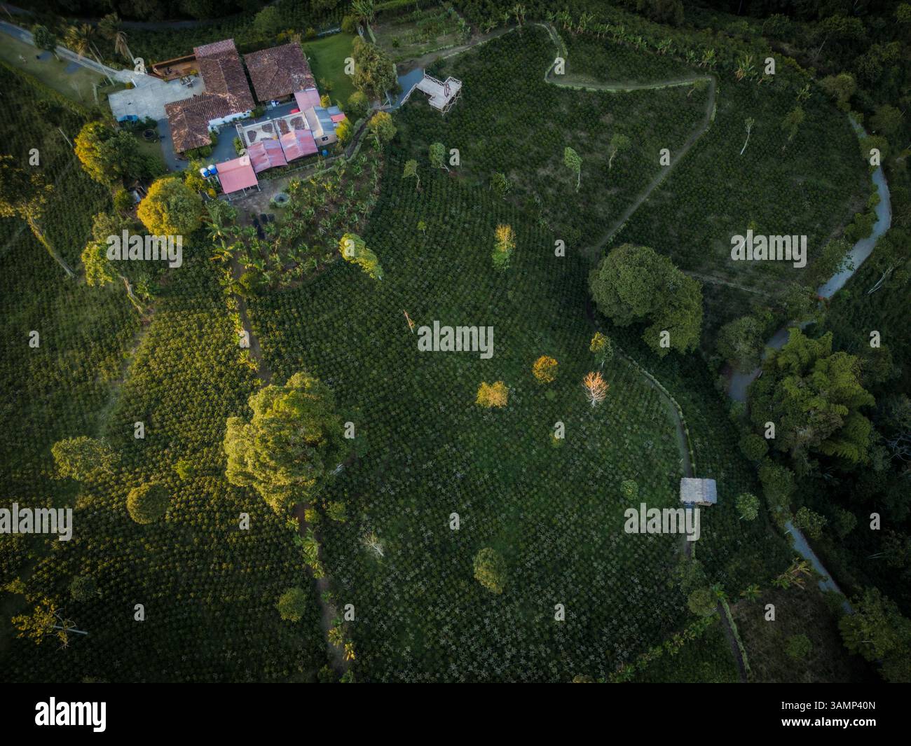 Aerial view of lush coffee plantation and homes in Salento, Quindio ...
