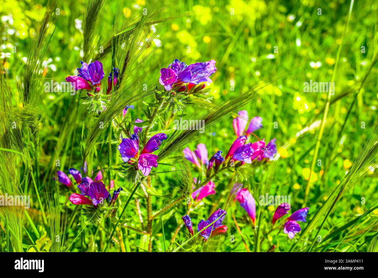 Spanien - Andalusien-Fruehling-April 2025 Blumen Feld mit Echium ...