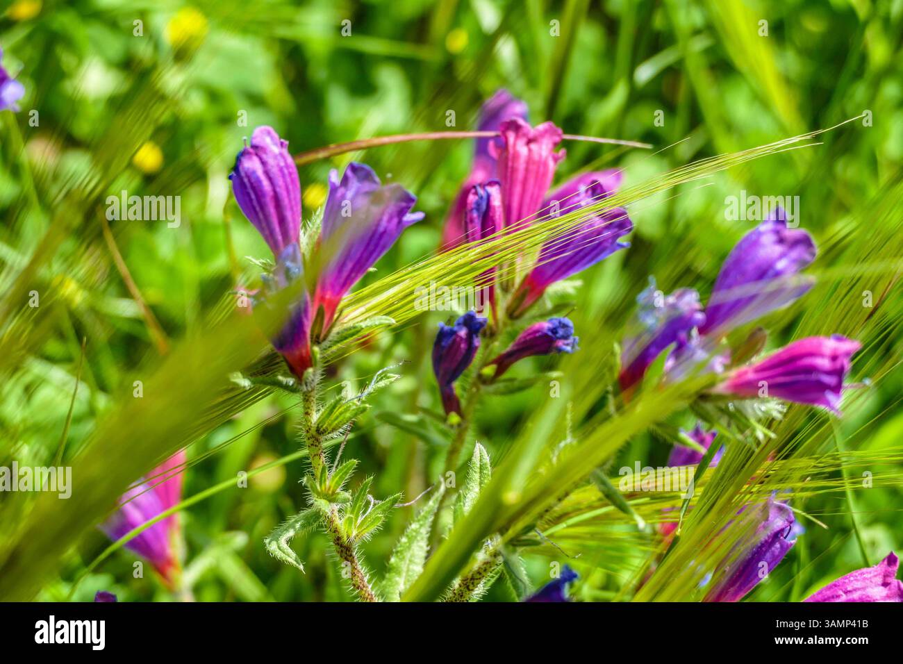 Spanien - Andalusien-Fruehling-April 2025 Blumen Feld mit Echium ...
