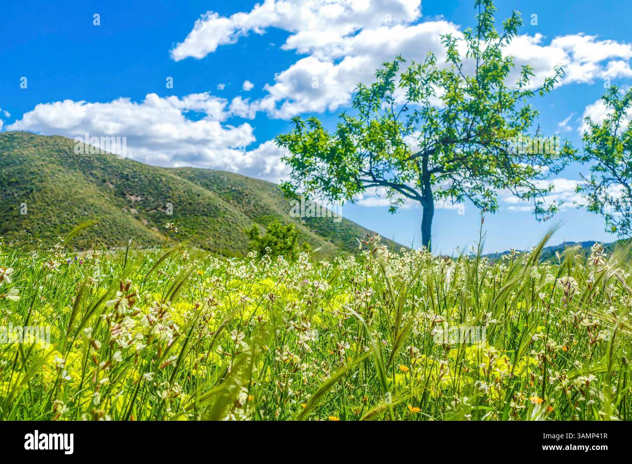 Spanien - Andalusien-Fruehling-April 2025 Blumen Feld Pflanzen Pflanzen ...