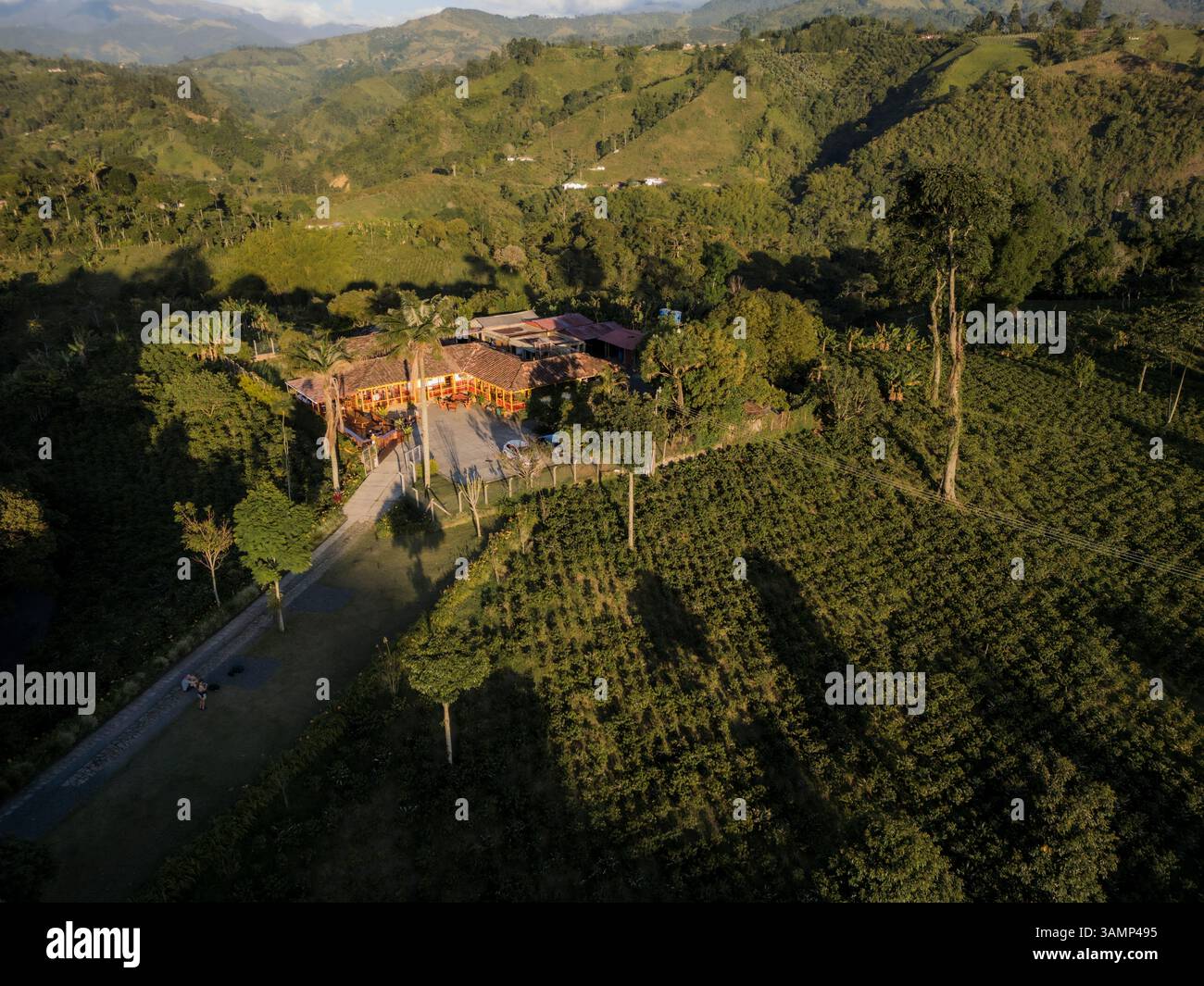 Aerial view of lush coffee plantation and hills in Salento, Quindio ...