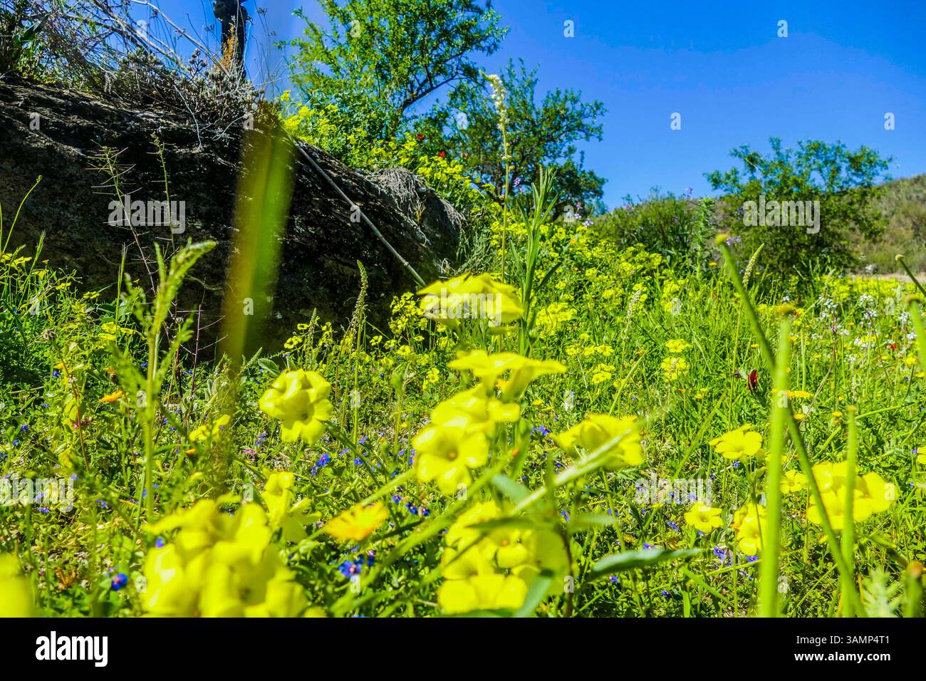Spanien - Andalusien-Fruehling-April 2025 Blumen Feld mit Loewenzahn ...