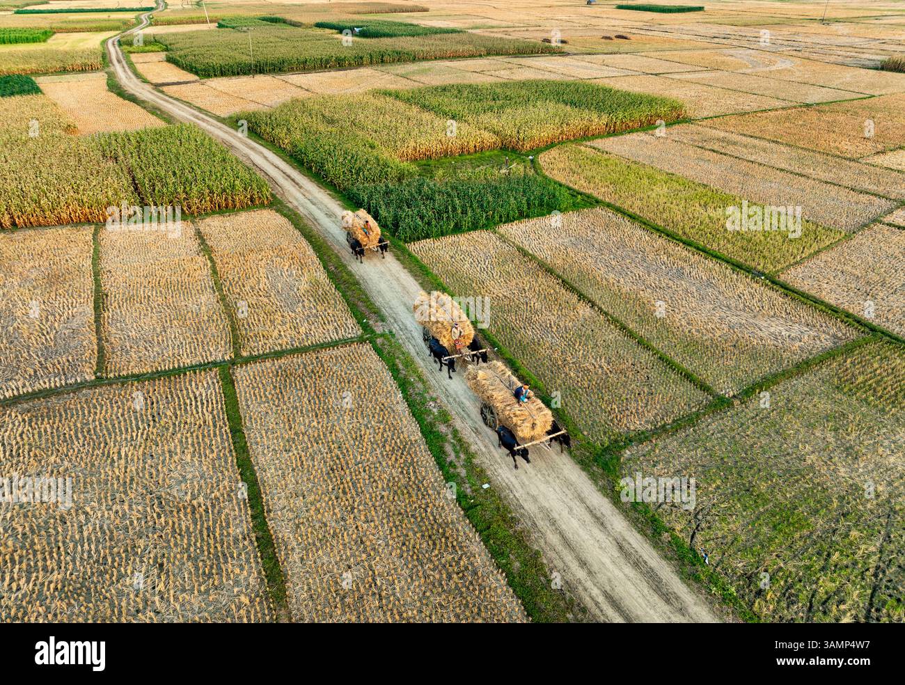 Aerial view of paddy field with a buffalo cart on a rustic road, Madhnagar, Natore, Rajshahi ...