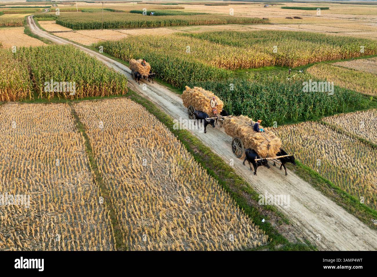 Aerial view of paddy field with buffalo cart in rural landscape ...