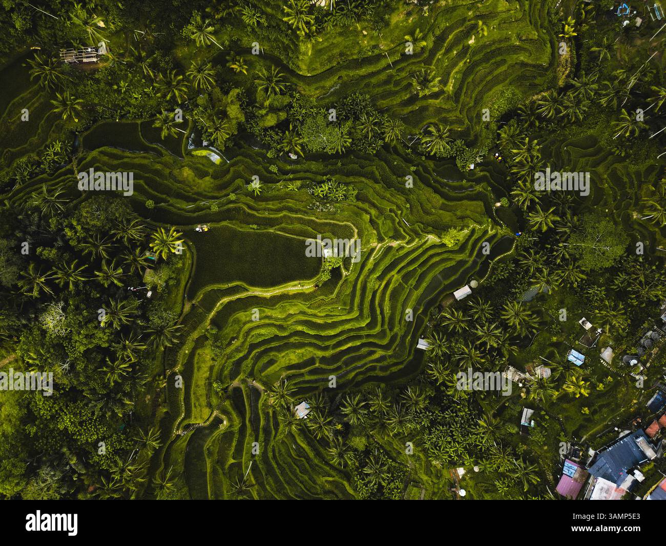 Aerial view of lush rice terraces and scenic fields in Ubud Rice Fields ...