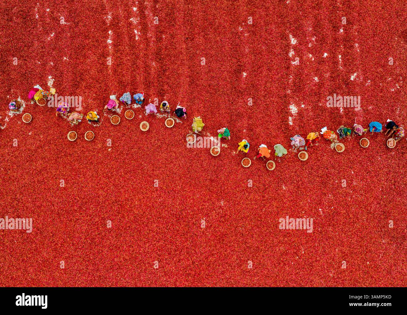 Aerial view of red chili pepper processing with people working in ...