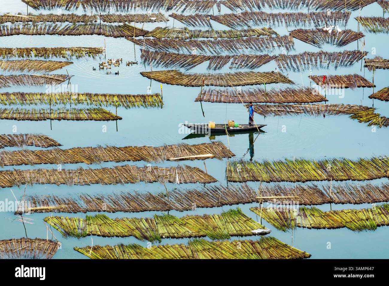 Natore, Bangladesh - 16 August 2022: Aerial view of jute retting with ...