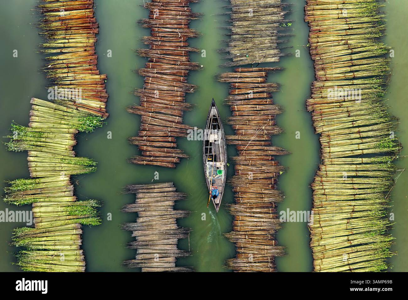 Aerial view of jute retting with traditional wooden boats and people ...
