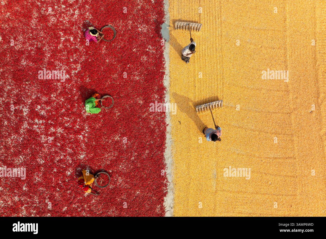 Aerial view of red chili pepper processing with workers in a rural ...