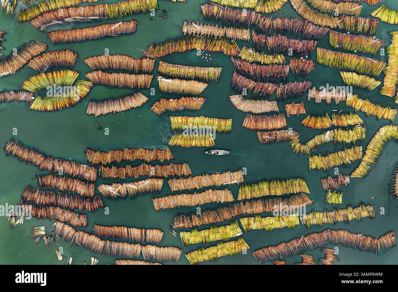 Aerial view of jute retting process with beautiful patterns and shapes ...