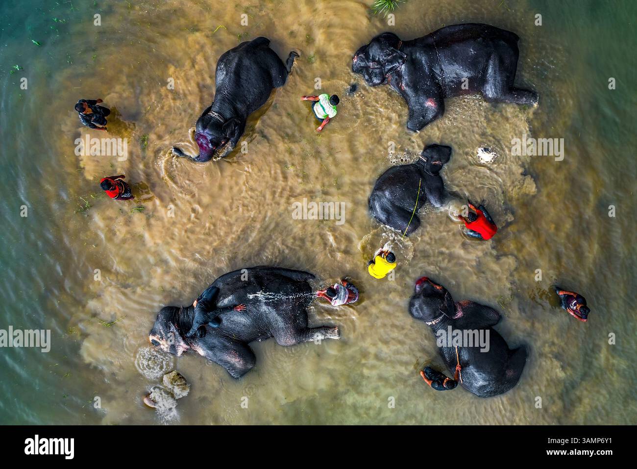 Bogura, Bangladesh - 20 August 2020: Aerial view of elephants bathing ...
