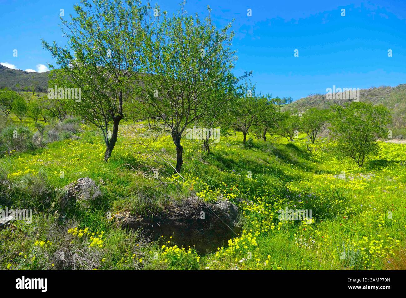 Spanien - Andalusien-Fruehling-April 2025 Blumen Feld Pflanzen Pflanzen ...
