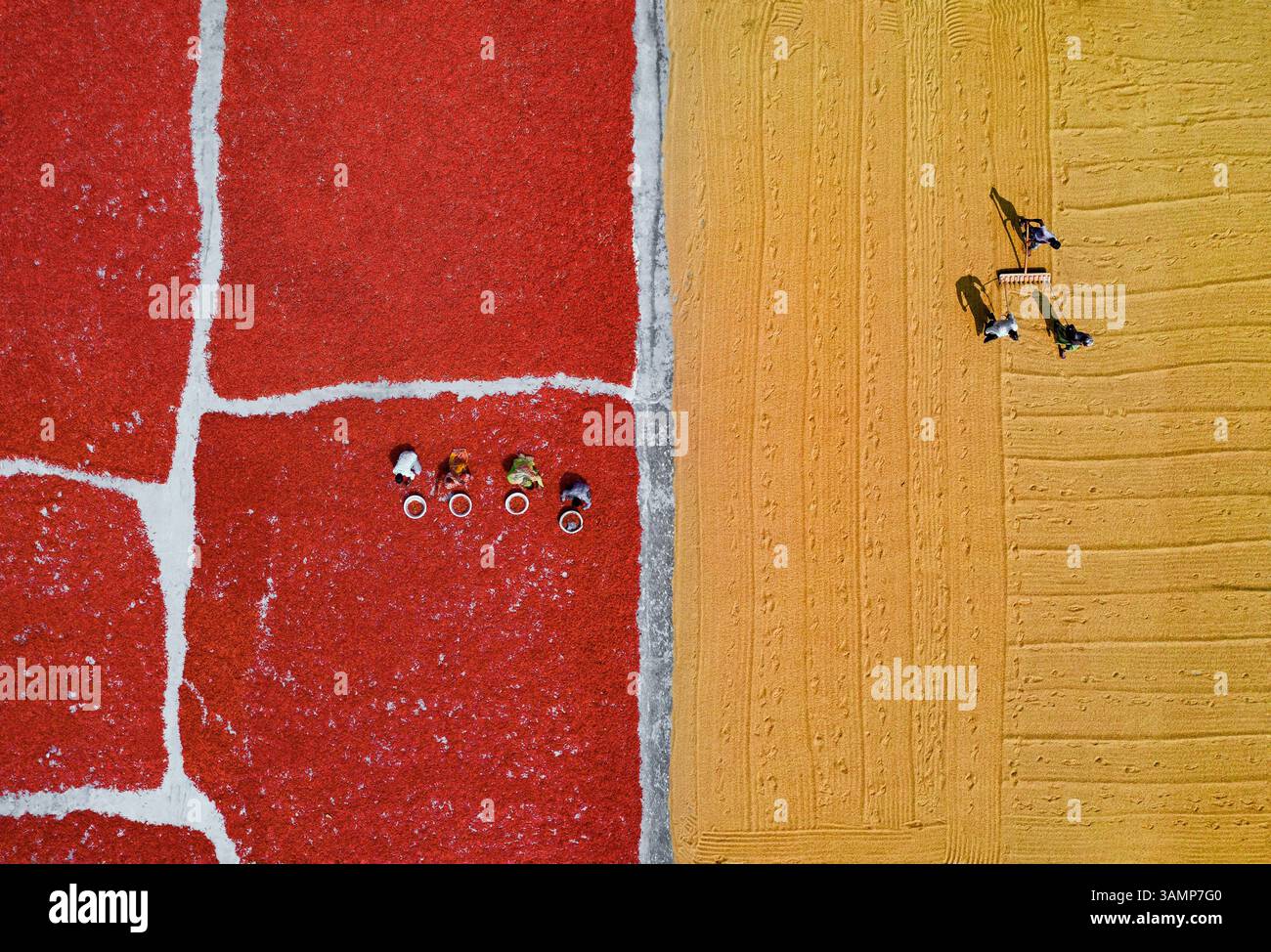 Aerial view of red chili pepper processing in a rural field, Fulbari ...
