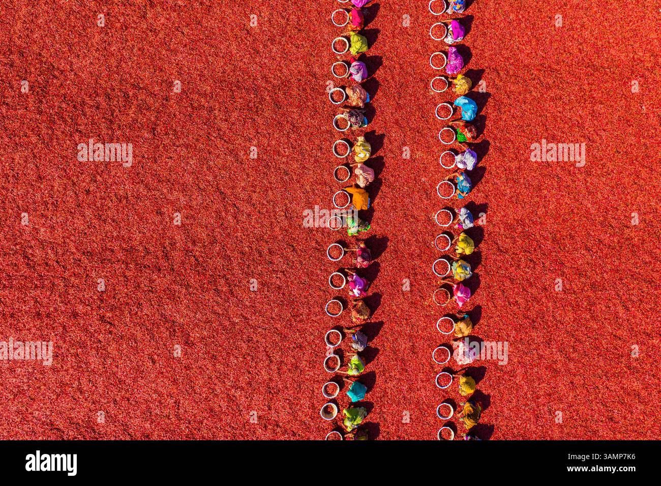 Aerial view of red chili pepper processing with workers in rows ...