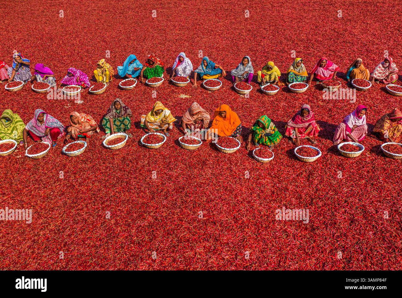 Sariakandi, Bangladesh - 06 December 2019: Aerial view of red chili ...