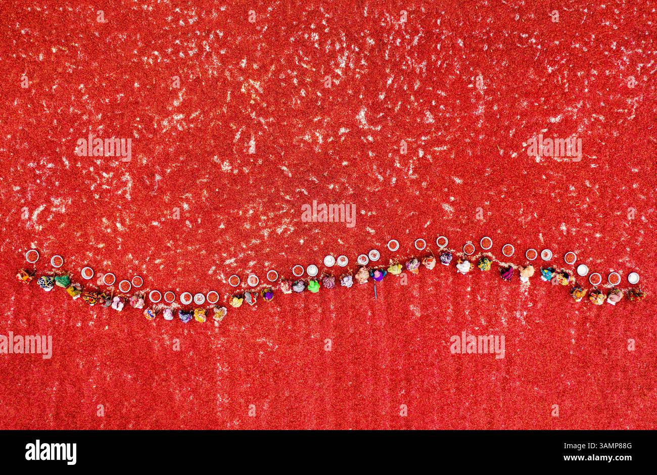 Aerial view of red chili pepper processing in a vibrant field with ...