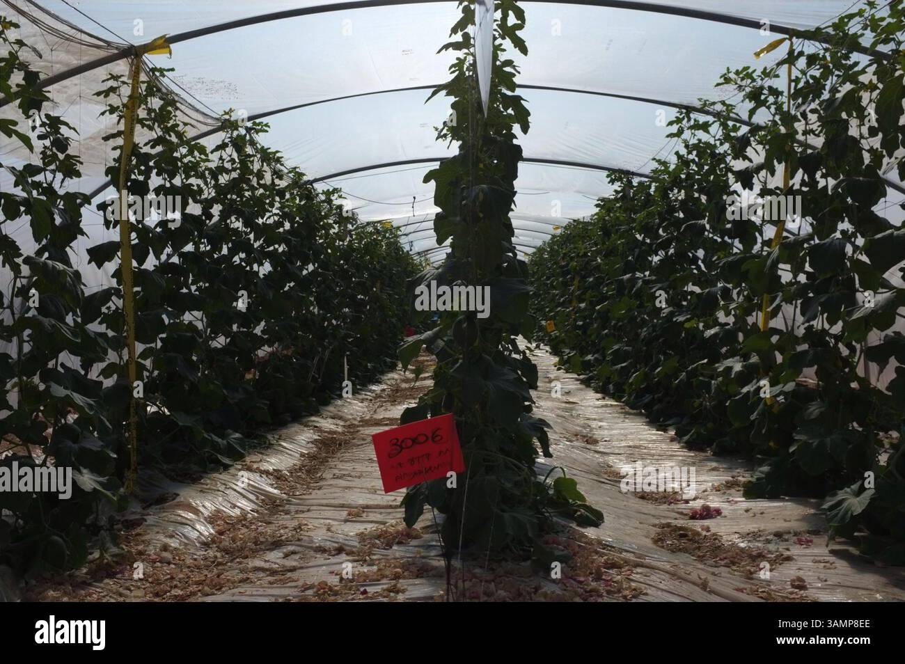 Jan 15, 2014 - Hatzeva, Israel - Melons are grown under controlled ...