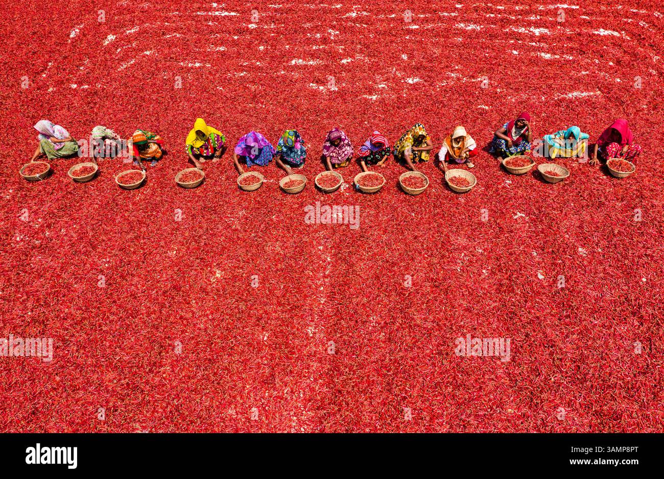 Aerial view of red chili pepper processing with workers in the fields ...