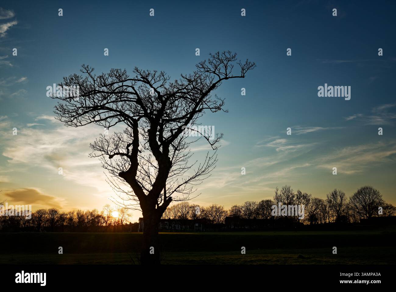 The silhouette of a single tree against the brightness of a winter ...