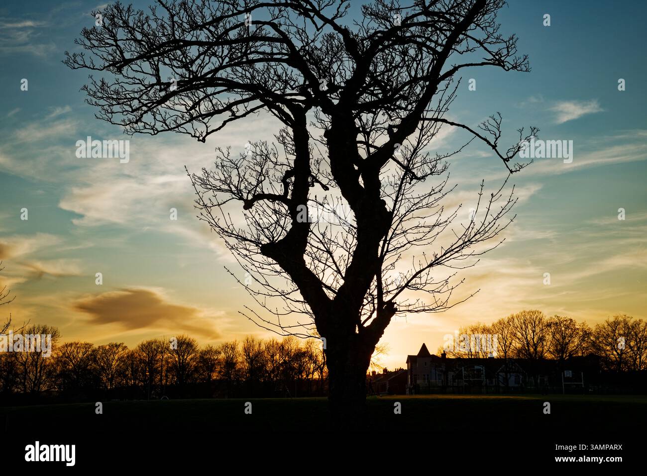 The silhouette of a single tree against the brightness of a winter ...