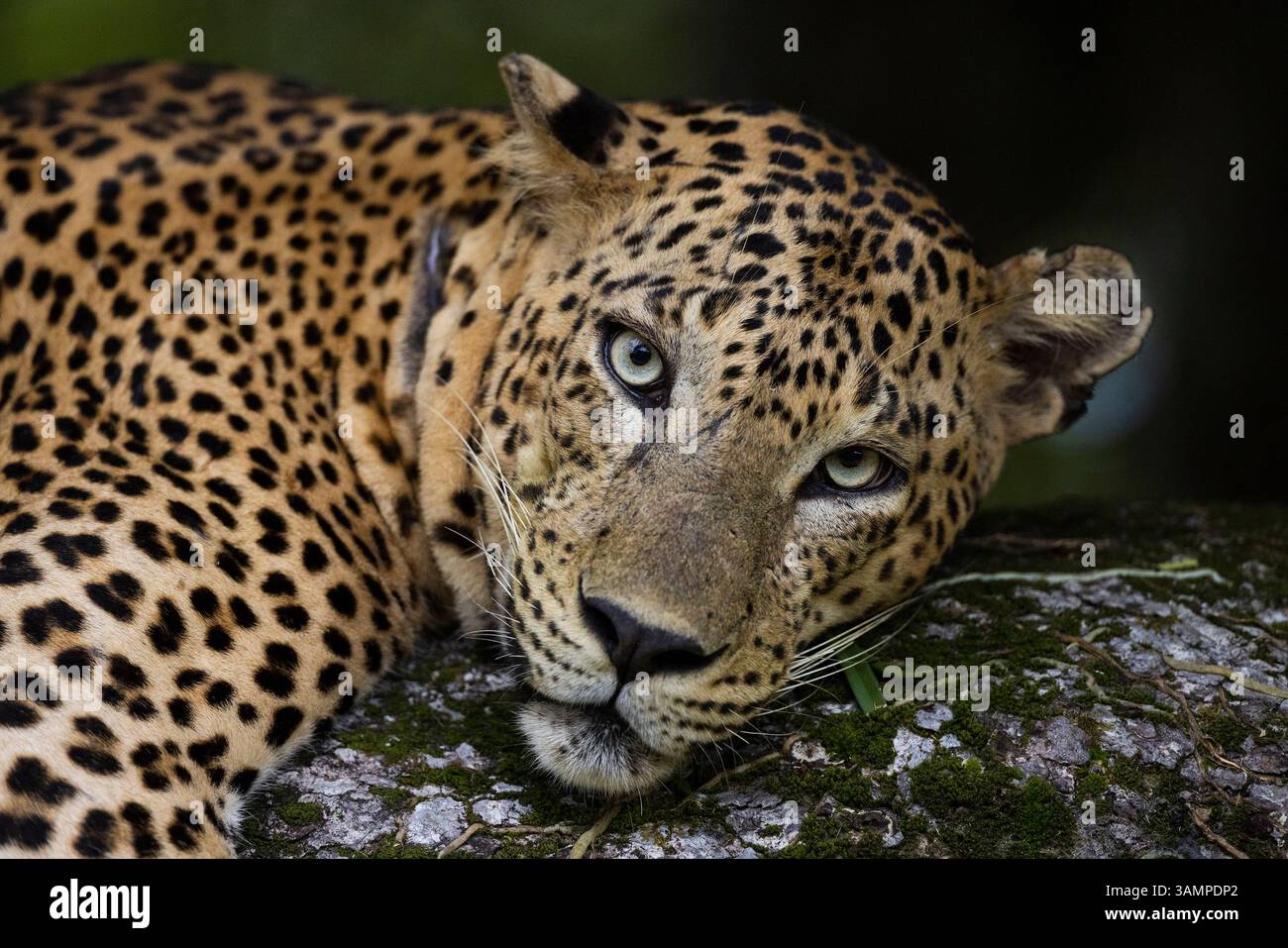 Sri Lankan Leopard in Wilpattu National Park Stock Photo - Alamy