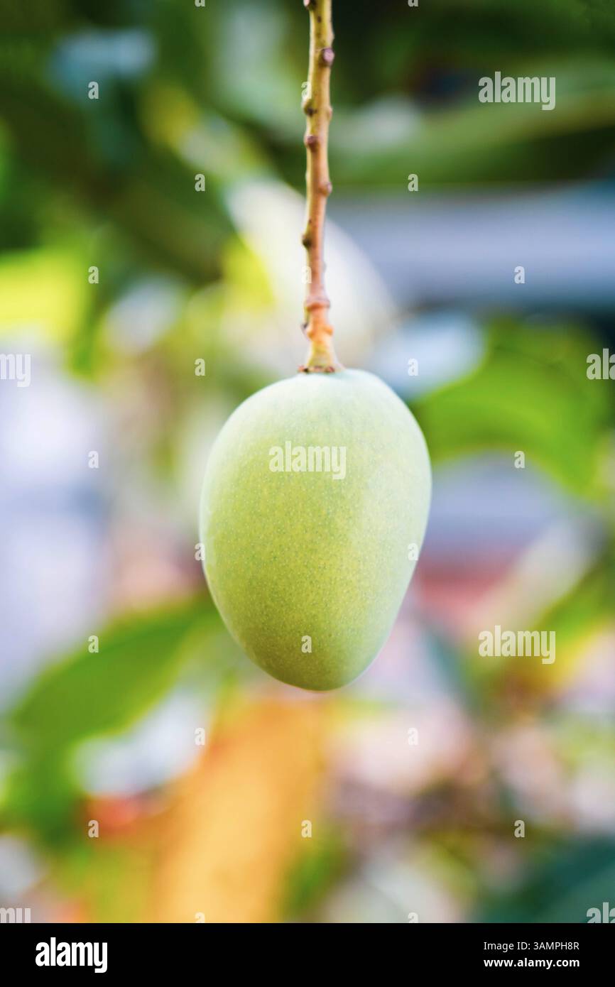 Kerala is known for producing some of the best mangoes in India Stock ...