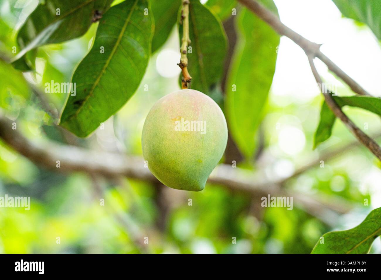 Kerala is known for producing some of the best mangoes in India Stock ...