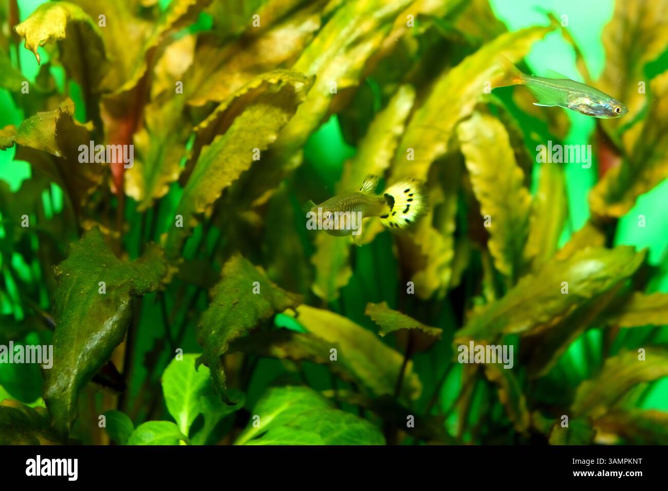 Guppies are small, colorful freshwater fish Stock Photo - Alamy